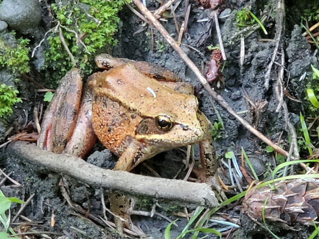 Northern Red-legged Frog from Amanda Park, WA 98526, USA on October 7 ...