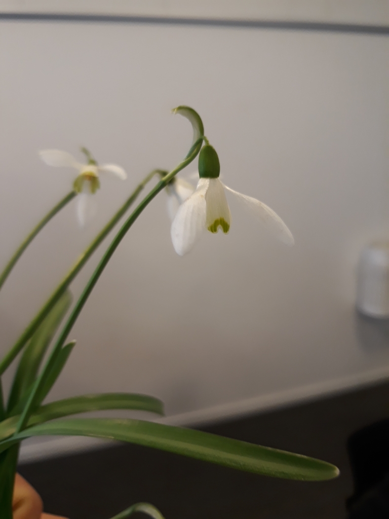 common snowdrop from Birketinget 9, 8000 Aarhus, Danmark on March 13 ...