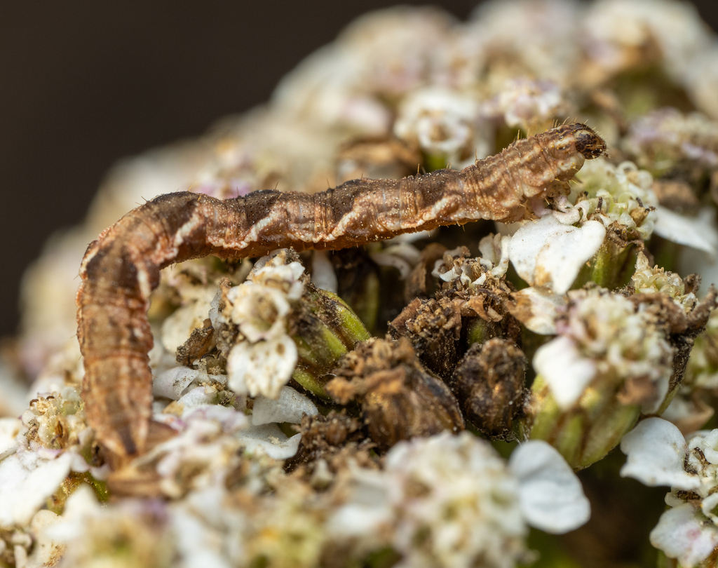 Golden-rod Pug from Frauenland, Würzburg, Deutschland on October 7 ...