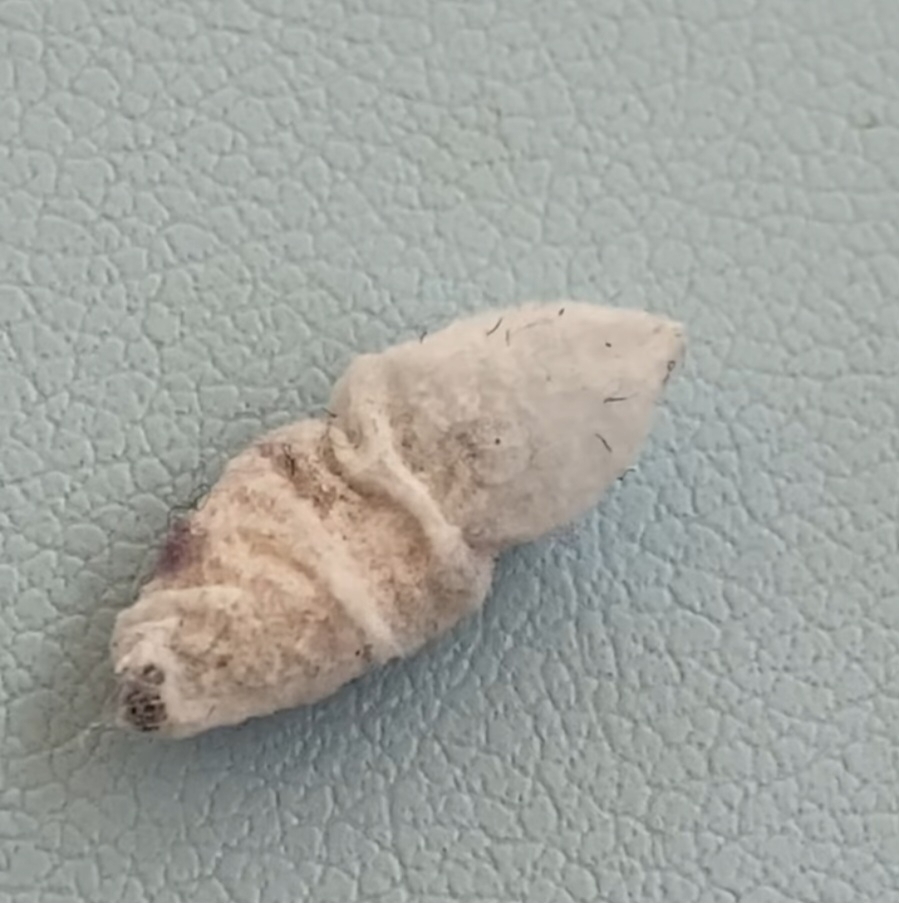 Animals from Borehamwood, UK on October 13, 2023 at 10:54 PM by Adam ...