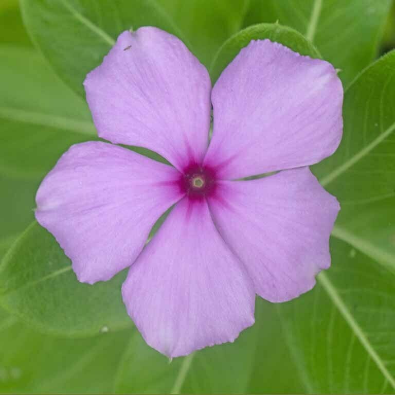 Madagascar Periwinkle from San Pedro Pochutla, Oax., Mexico on October ...