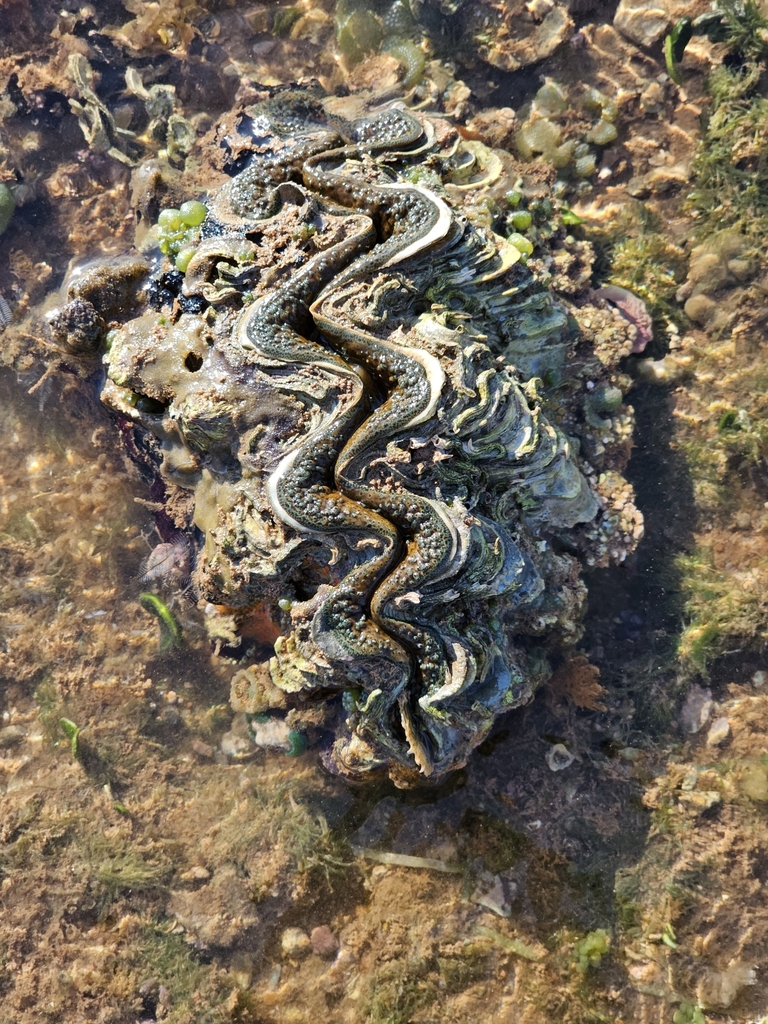 Noah's Giant Clam from Port Hedland, WA, Australia on October 13, 2023 ...