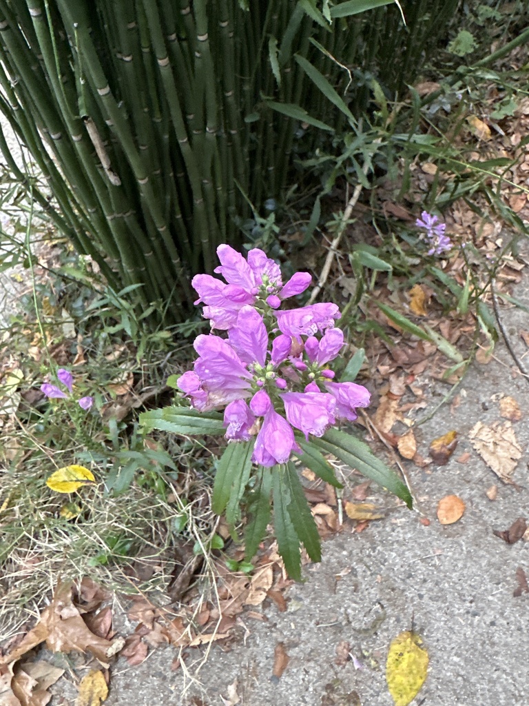 obedient plant from Mason Farm Rd, Chapel Hill, NC, US on October 13 ...