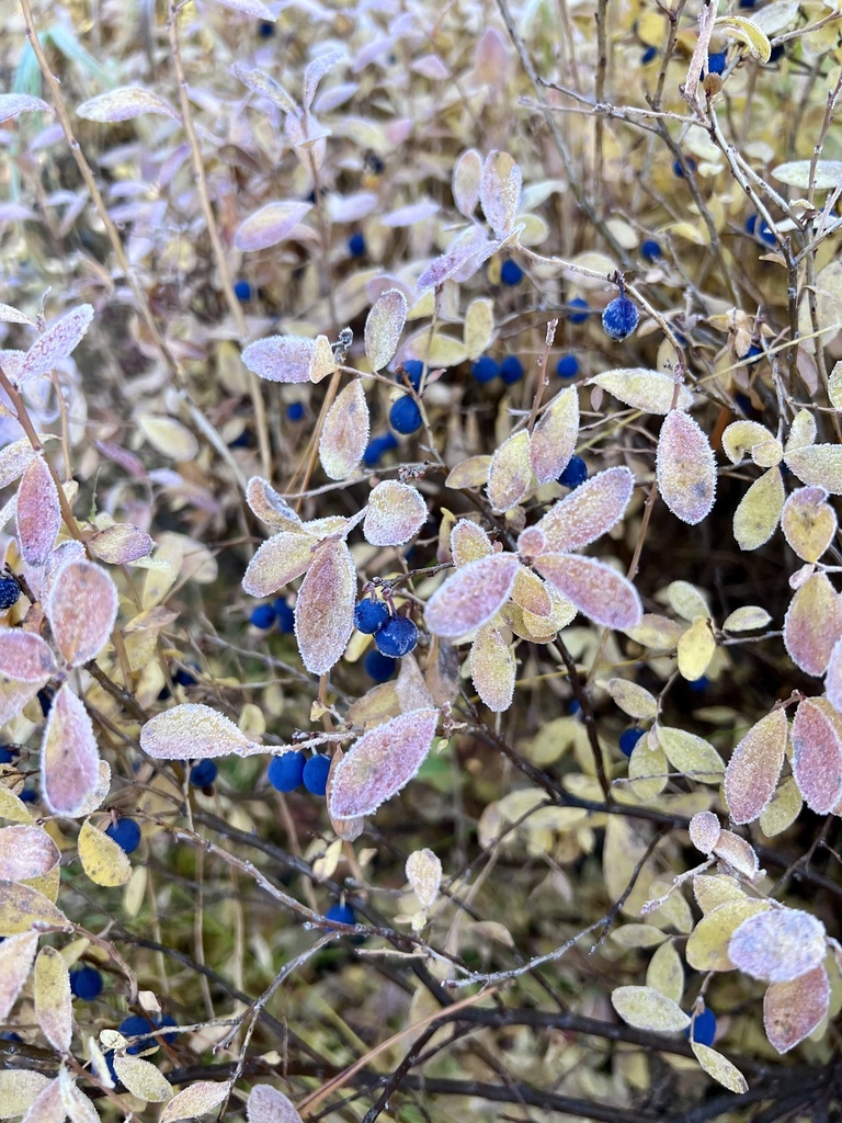 bog bilberry from Yosemite National Park, Yosemite National Park, CA ...