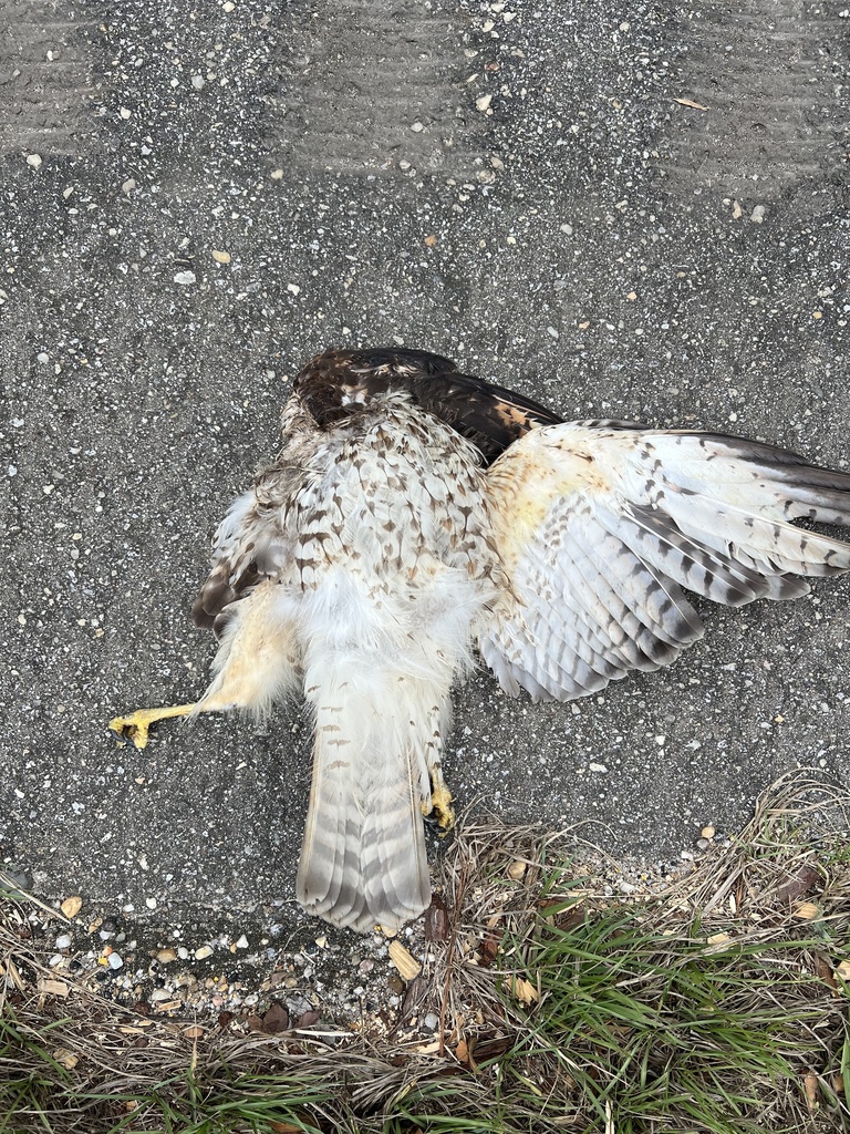Red-shouldered Hawk from SR-5, Thomasville, AL, US on October 13, 2023 ...