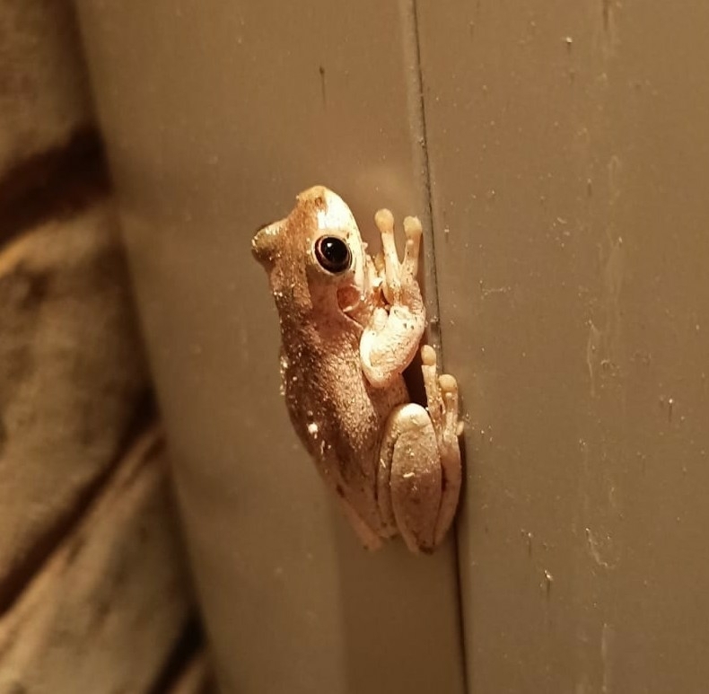 Frogs and Toads in September 2023 by skip-to-my-lou. Frog, taken on ...