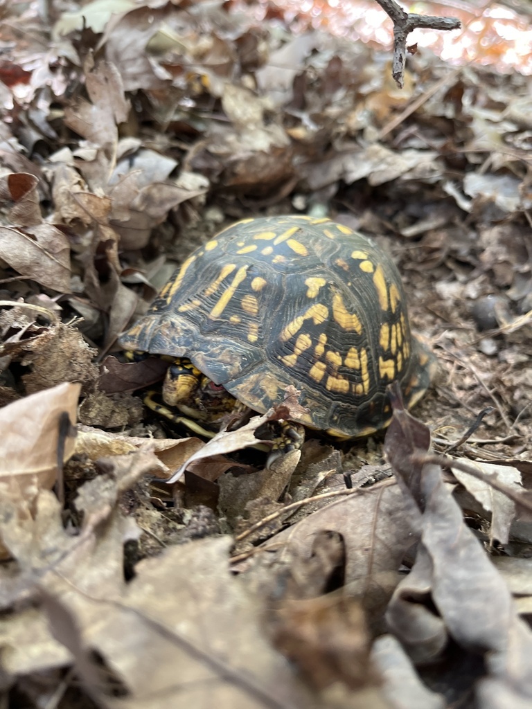 Eastern Box Turtle in October 2023 by Jon Ley · iNaturalist