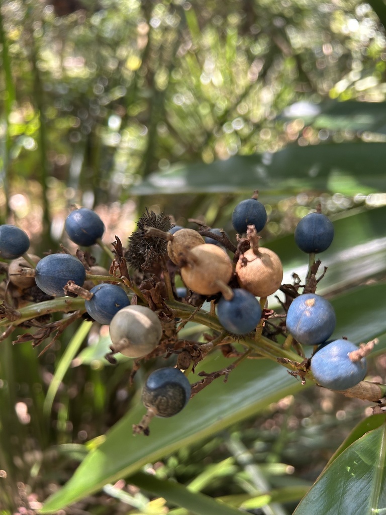 Native Ginger from North Maleny, QLD, AU on October 13, 2023 at 01:56 ...