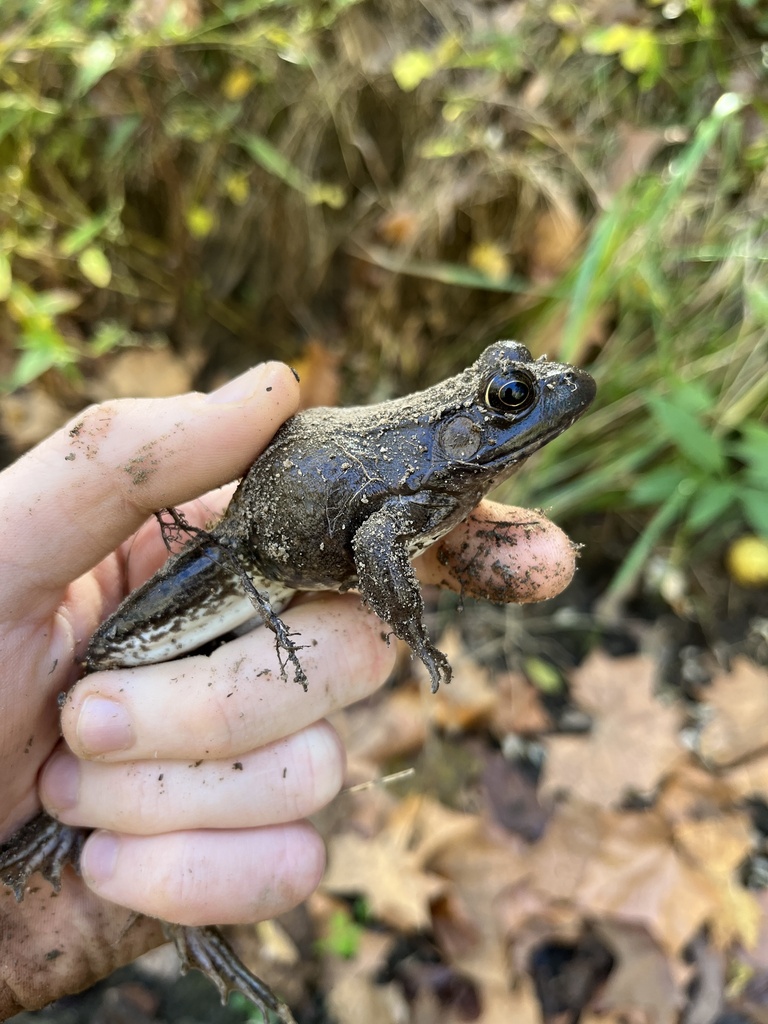 Green Frog from Rock Bridge Memorial State Park, Columbia, MO, US on ...