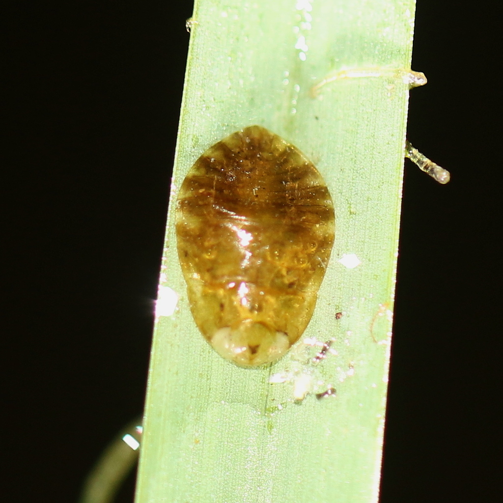 Alligator Fleas from Palm Beach County, FL, USA on October 12, 2023 at ...
