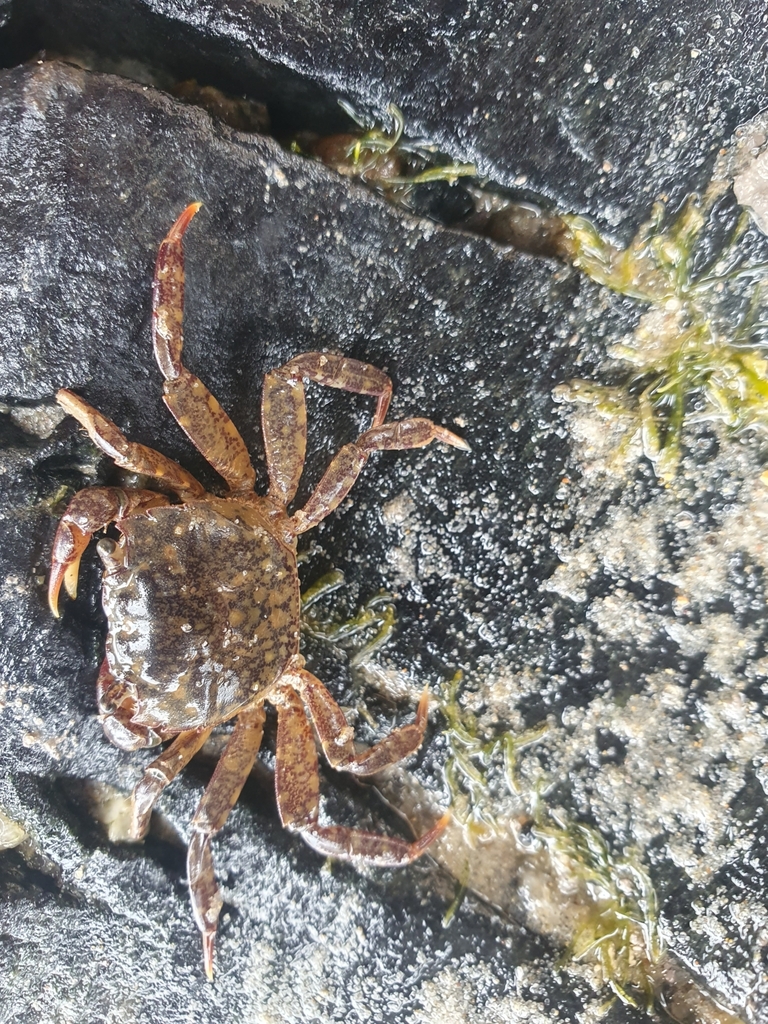 Spotted Smooth Shore Crab from Mount Martha VIC 3934, Australia on ...