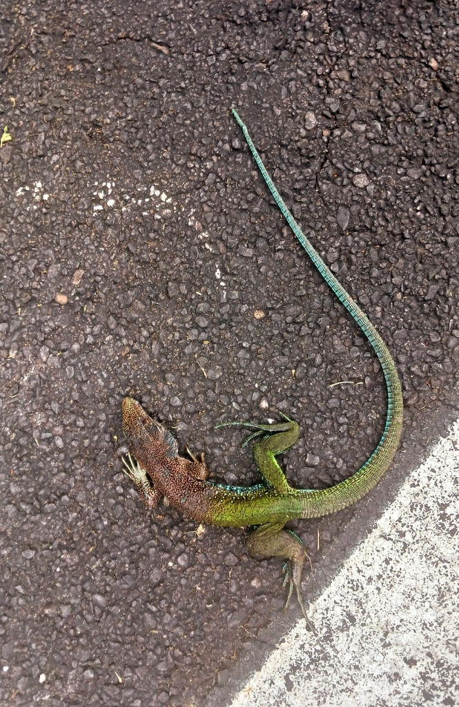 Giant Ameiva from Royal Land, Coral Springs, FL 33065, USA on October ...