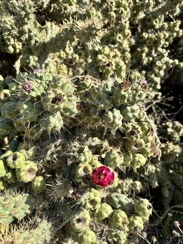 Coast Cholla from Guajome Regional Park, Oceanside, CA, US on October ...