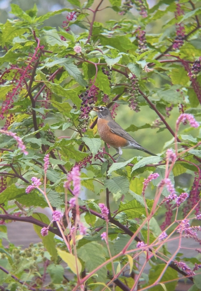 American Robin from E Mahan Ave, Hazel Park, MI, US on October 13, 2023 ...