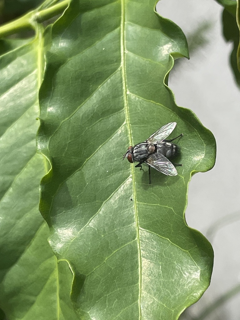 Calyptrate Flies from 下馬5丁目, 世田谷区, 東京都, JP on October 14, 2023 at 10:21 ...