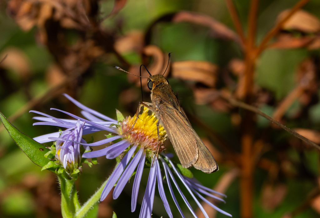 Ocola Skipper from Balsam Swamp SF--Balsam Pond on October 1, 2023 at ...