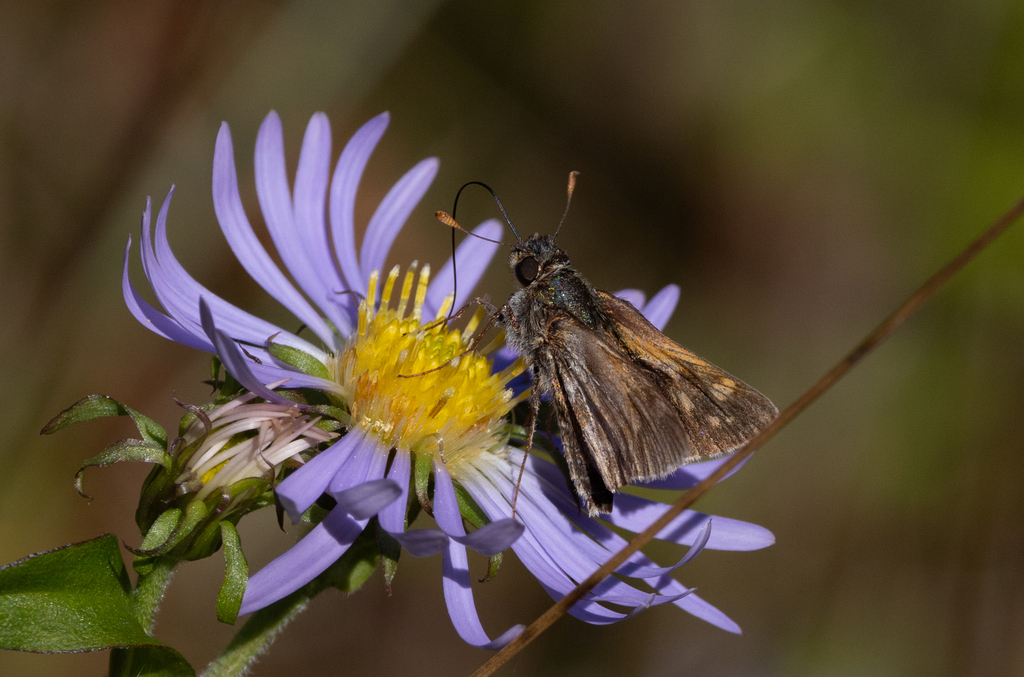Peck's Skipper from Balsam Swamp SF--Balsam Pond on October 1, 2023 at ...
