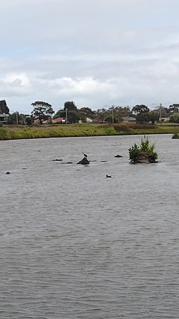 Little Pied Cormorant from Altona VIC 3018, Australia on October 14 ...