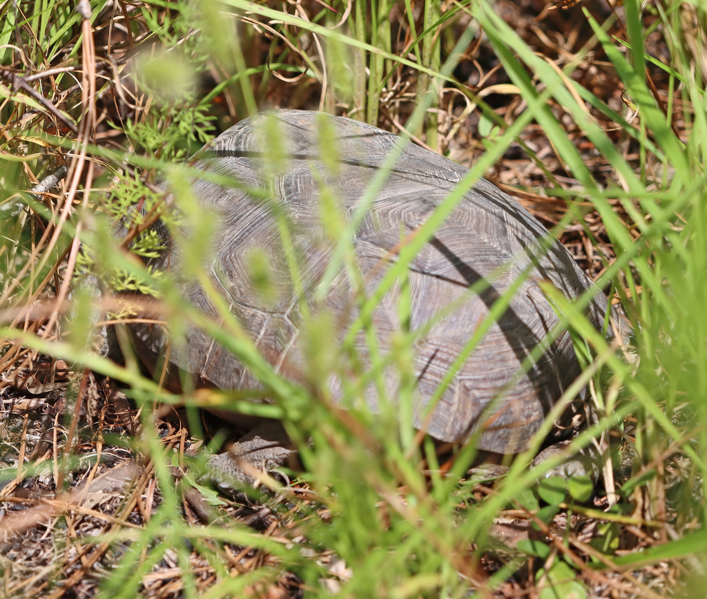Gopher Tortoise in October 2023 by Steve Collins · iNaturalist