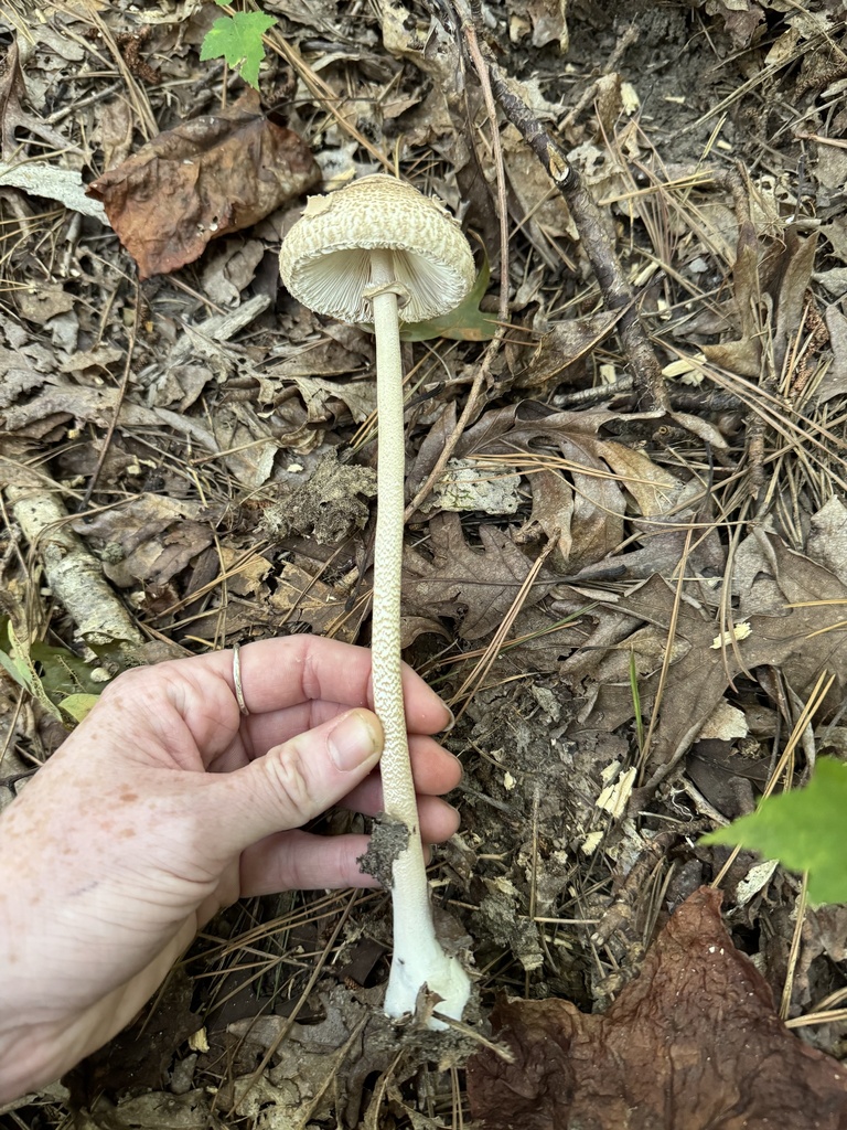 Macrolepiota macilenta in October 2023 by Emily Babb. I believe is the ...