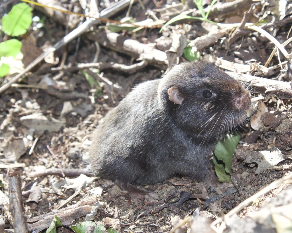 Coruro from Las Palmas, Quilpué, Valparaíso Region, CL on September 23 ...