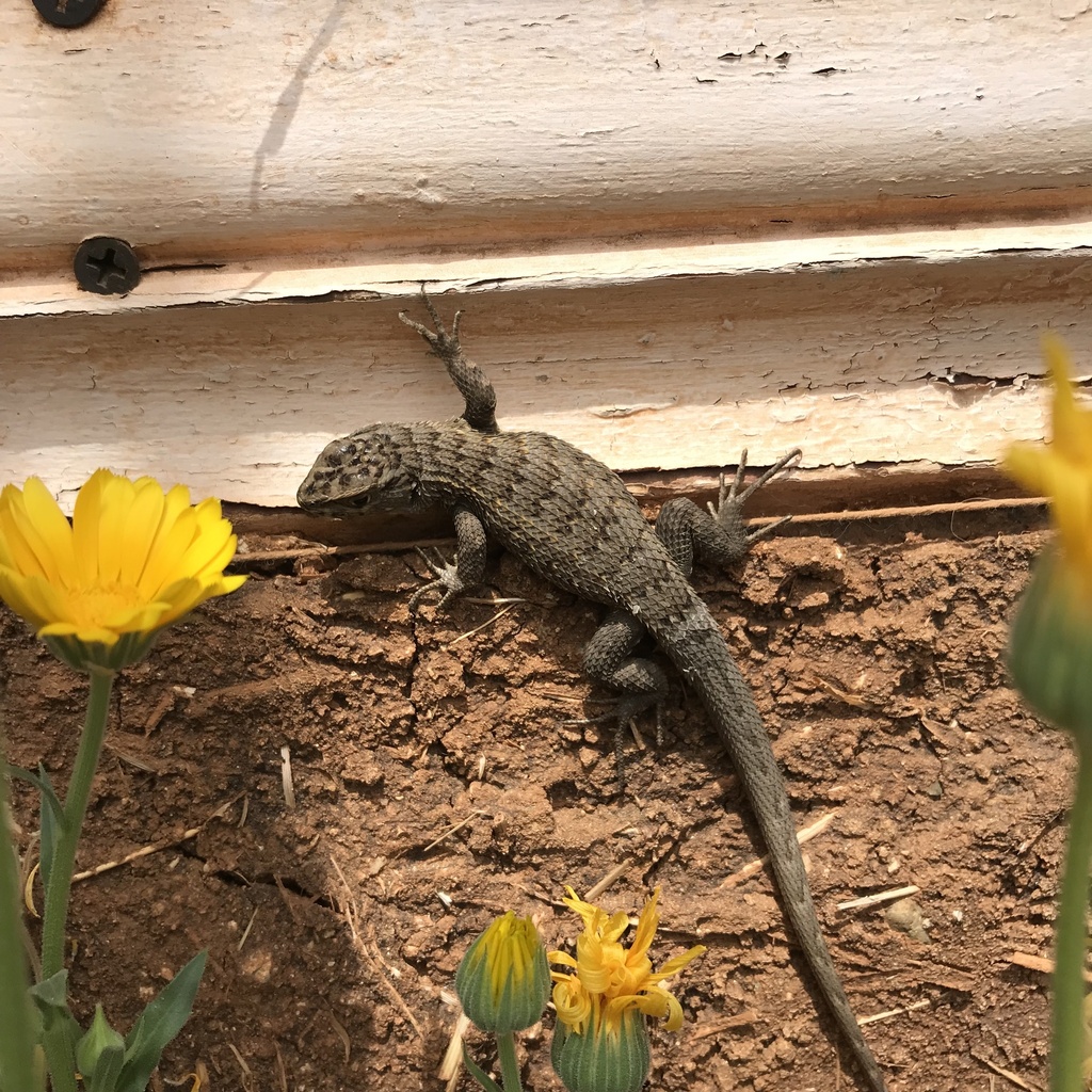 Shiny Smooth-throated Lizard from Pontificia Universidad Catolica de ...
