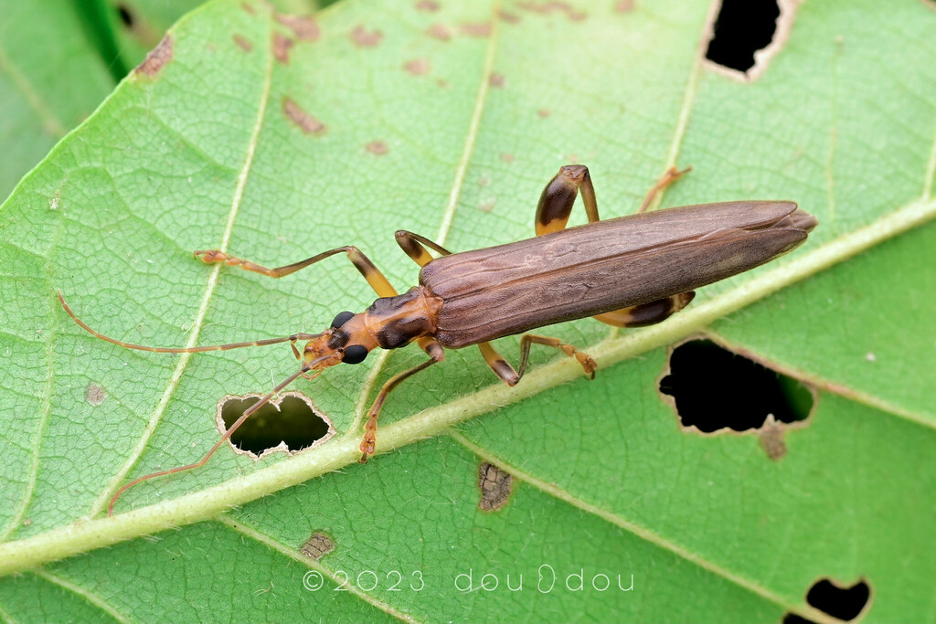 Oedemera femoralis from 德国巴特洪内夫邮政编码: 53604 on September 27, 2023 at 10: ...
