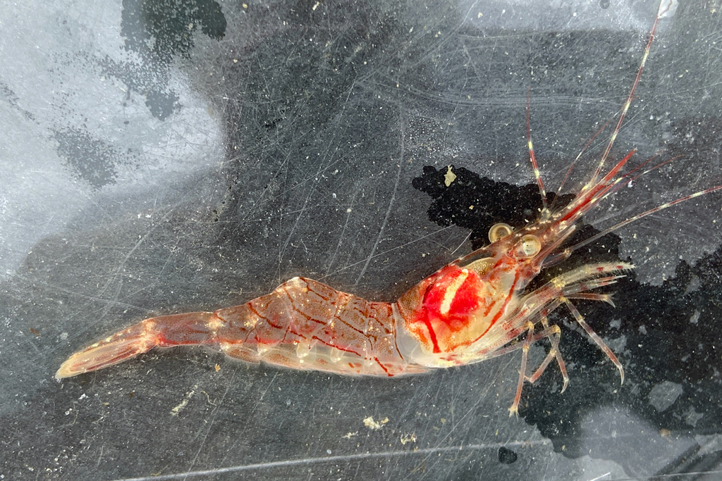 Humpy Shrimp from Island County, WA, USA on October 13, 2023 at 08:21 ...