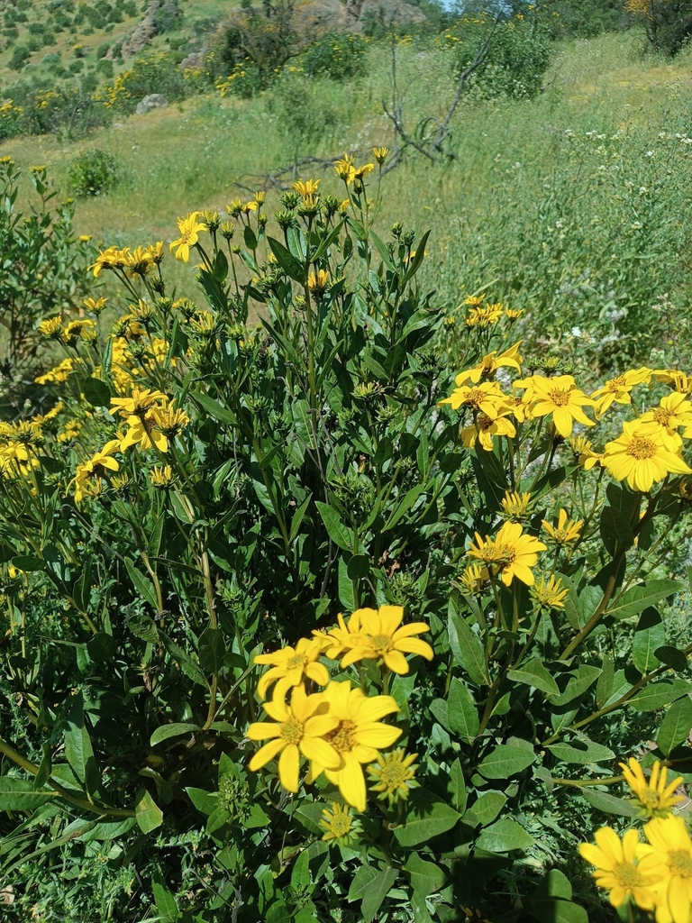 Flourensia thurifera from Maipú, Región Metropolitana, Chile on October ...