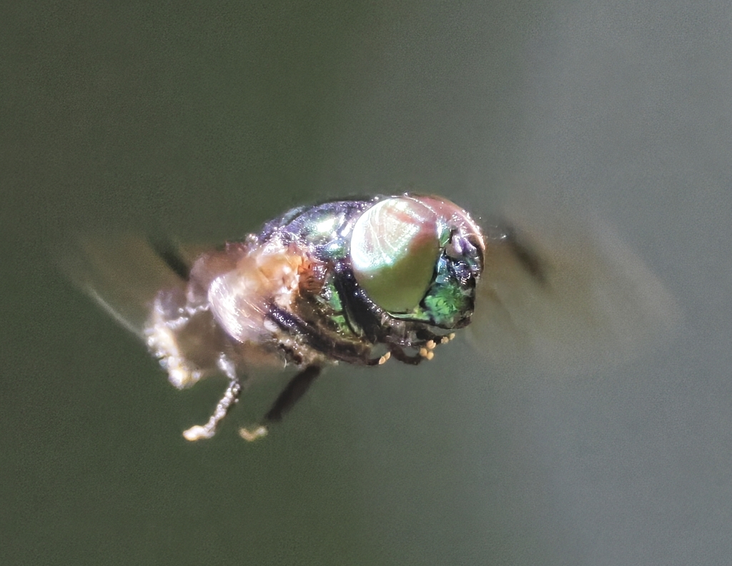 Green Jewel Fly from San Vito, Puntarenas Province, Costa Rica on ...