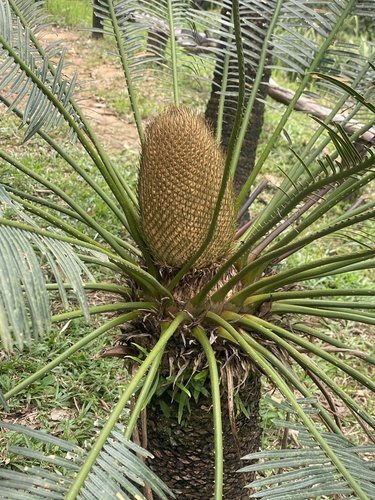 Cycas elephantipes · iNaturalist United Kingdom