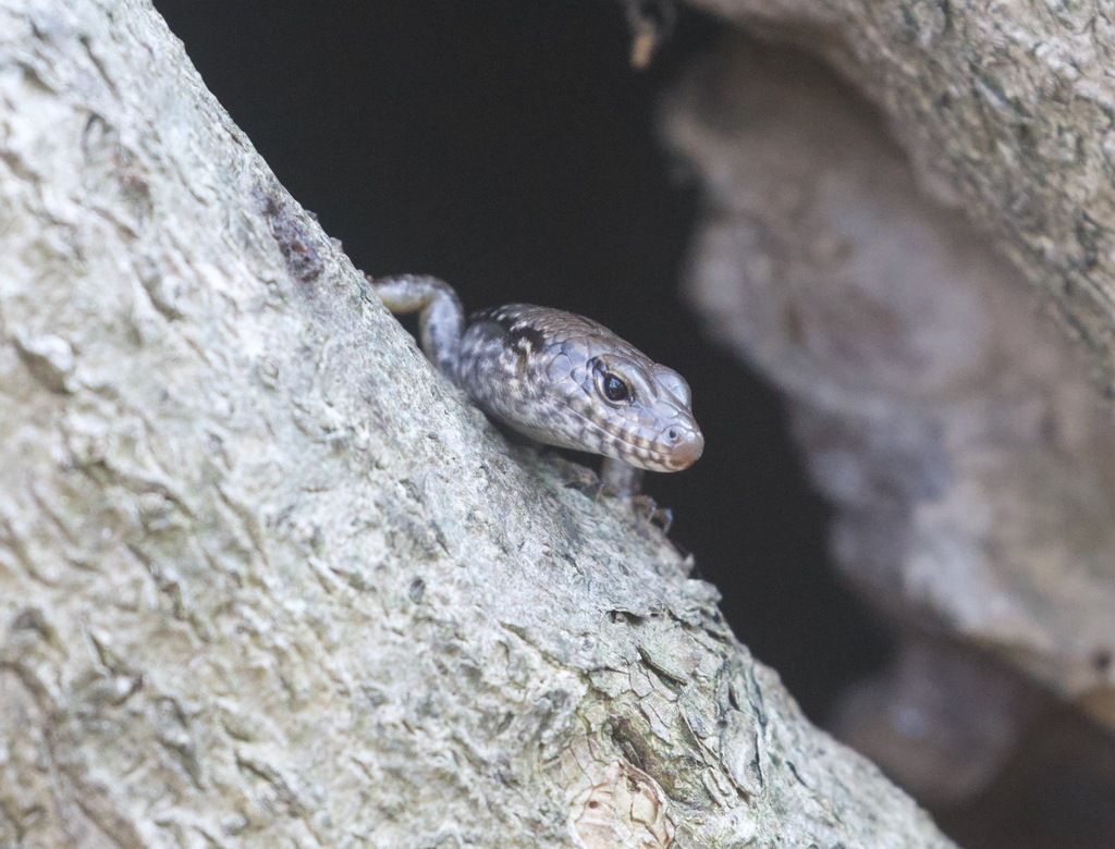 Bar-sided Skink from Sydney NSW, Australia on September 29, 2023 at 03: ...
