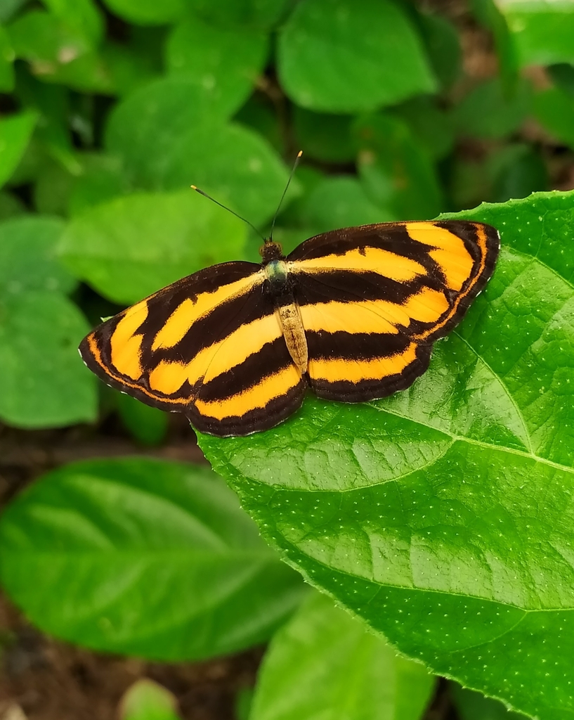 Common Lascar from Parassinikadavu on October 10, 2023 at 12:55 PM by ...