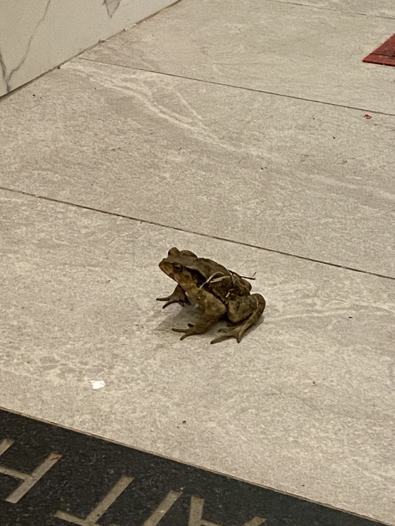 Taiwan Common Toad from 陽明山國家公園, 士林區, TPE, TW on October 13, 2023 at 10 ...