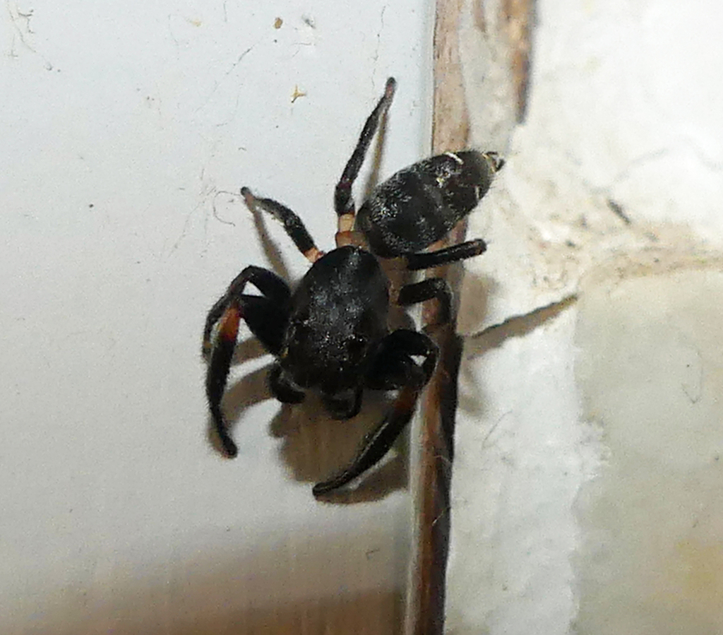 Pungalina from Wallaga Lake NSW 2546, Australia on October 14, 2023 at ...