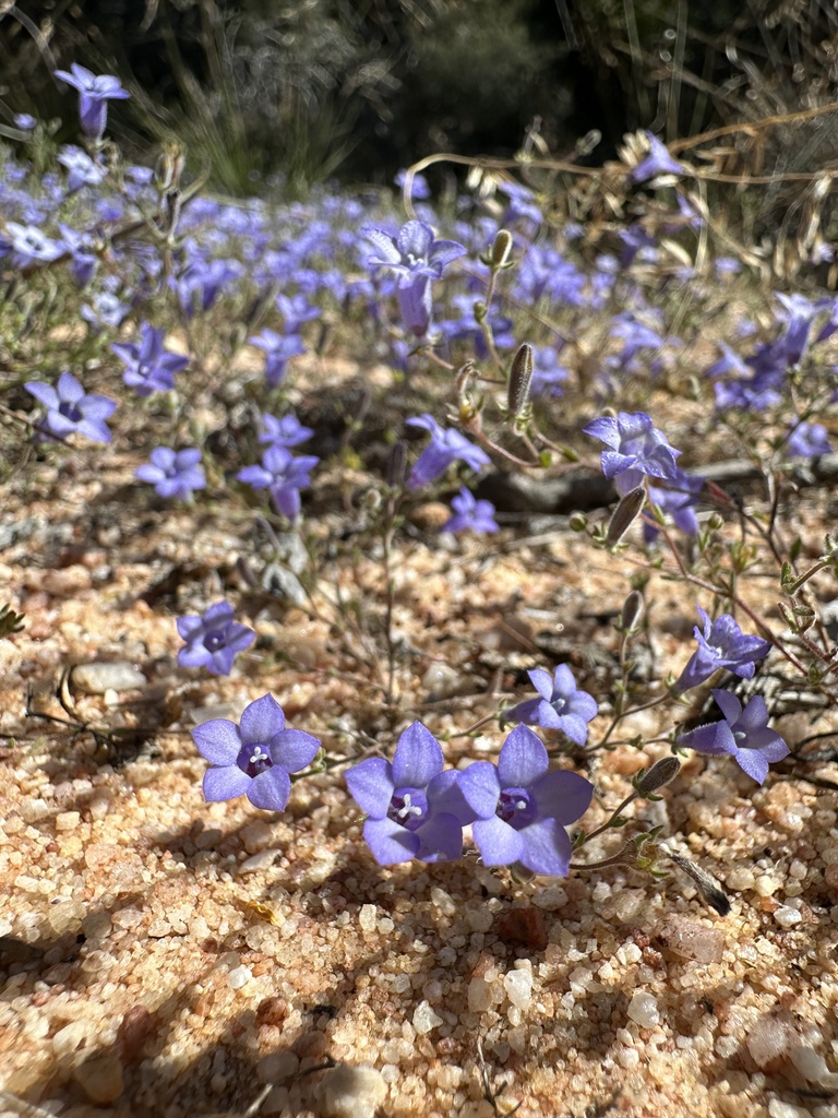 Capebells from Spoelgat Route, Vredendal, WC, ZA on October 9, 2023 at ...
