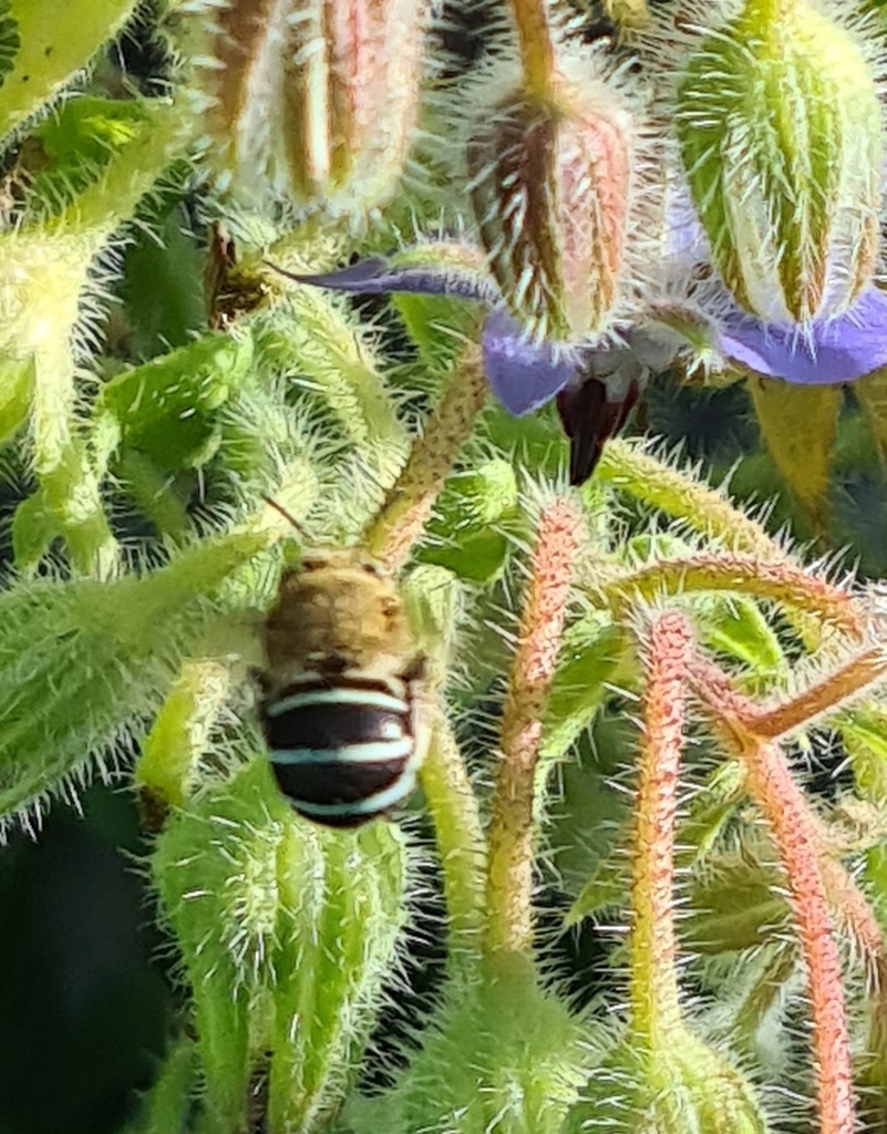Blue-banded and Allied Digger Bees from Torquay QLD 4655, Australia on ...