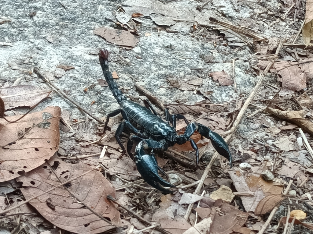Giant Blue Scorpion from Gunung Panti Recreational Forest, 81900 Kota ...