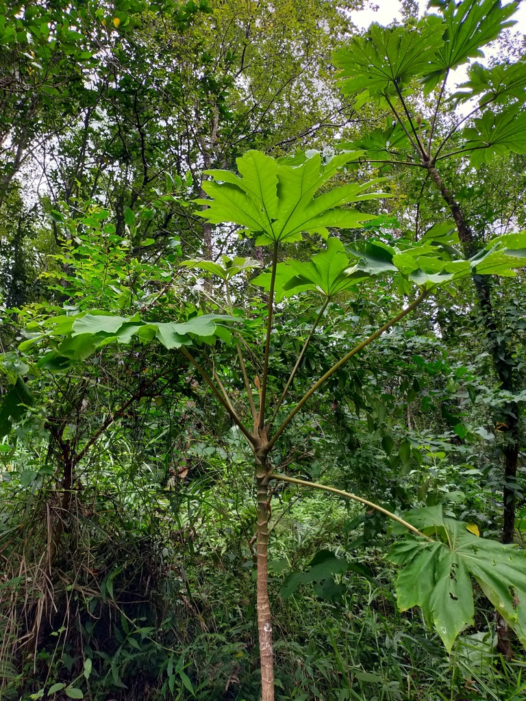 Rice paper plant from 974台灣花蓮縣壽豐鄉池南村 on October 14, 2023 at 02:02 PM by ...