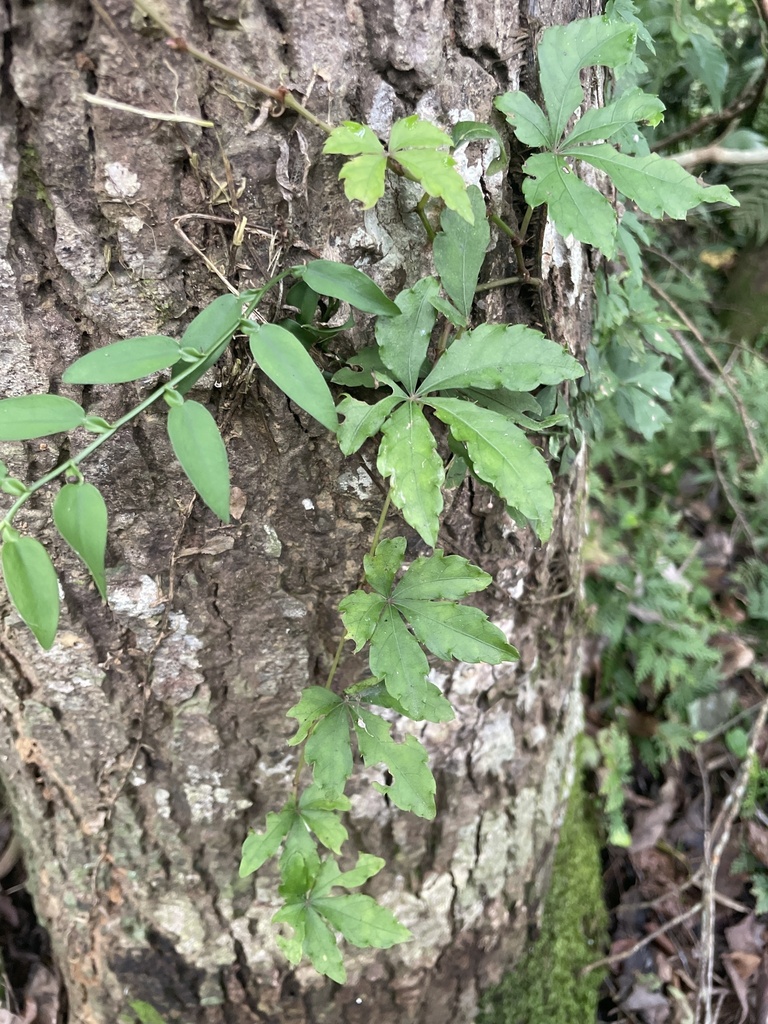 Chinese Pothos from 池南國家森林遊樂區, 壽豐鄉, HUA, TW on October 14, 2023 at 02: ...