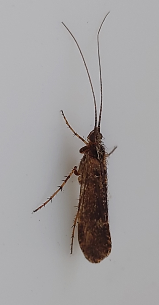 Limnephilus sparsus from Heigenbrücken, Deutschland on October 11, 2023 ...