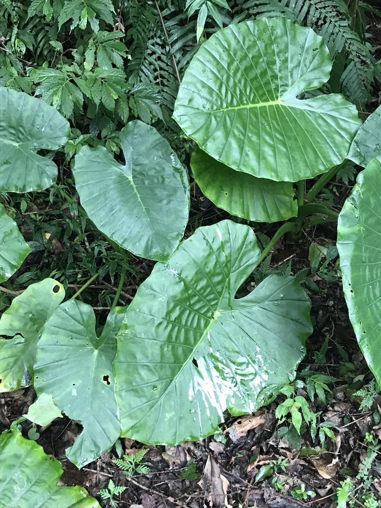 Asian Taro from 臺灣島, 壽豐鄉, HUA, TW on October 14, 2023 at 02:23 PM by ...