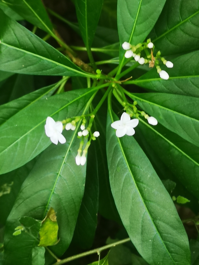 Common Devil Pepper from 804台灣高雄市鼓山區龍井里 on October 14, 2023 at 09:02 AM ...