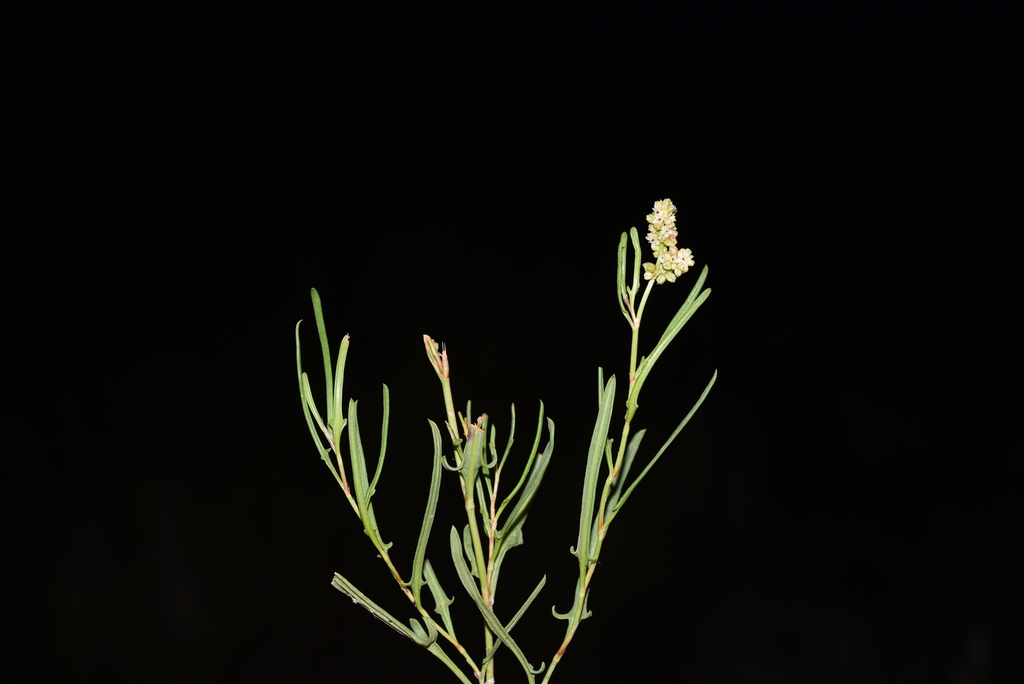 Knorringia sibirica ubsunurica from Malchin, Mongolia on August 20 ...