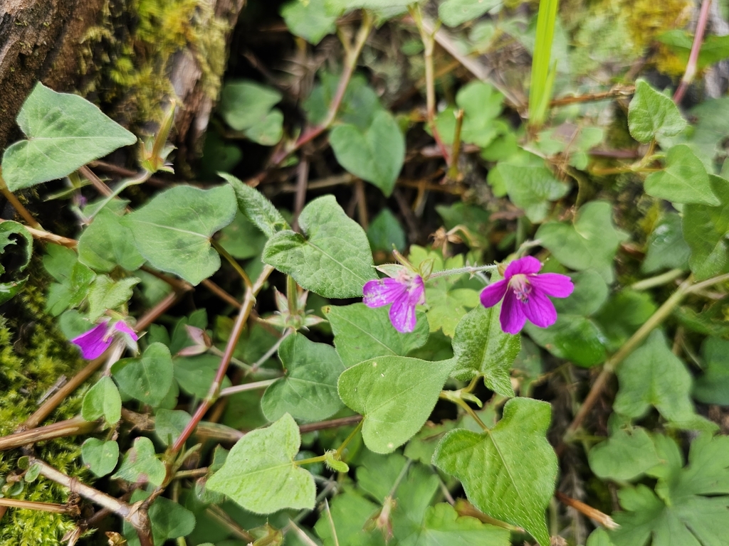 Thunberg's Geranium from Chiayi County, TW-TA, TW on October 12, 2023 ...
