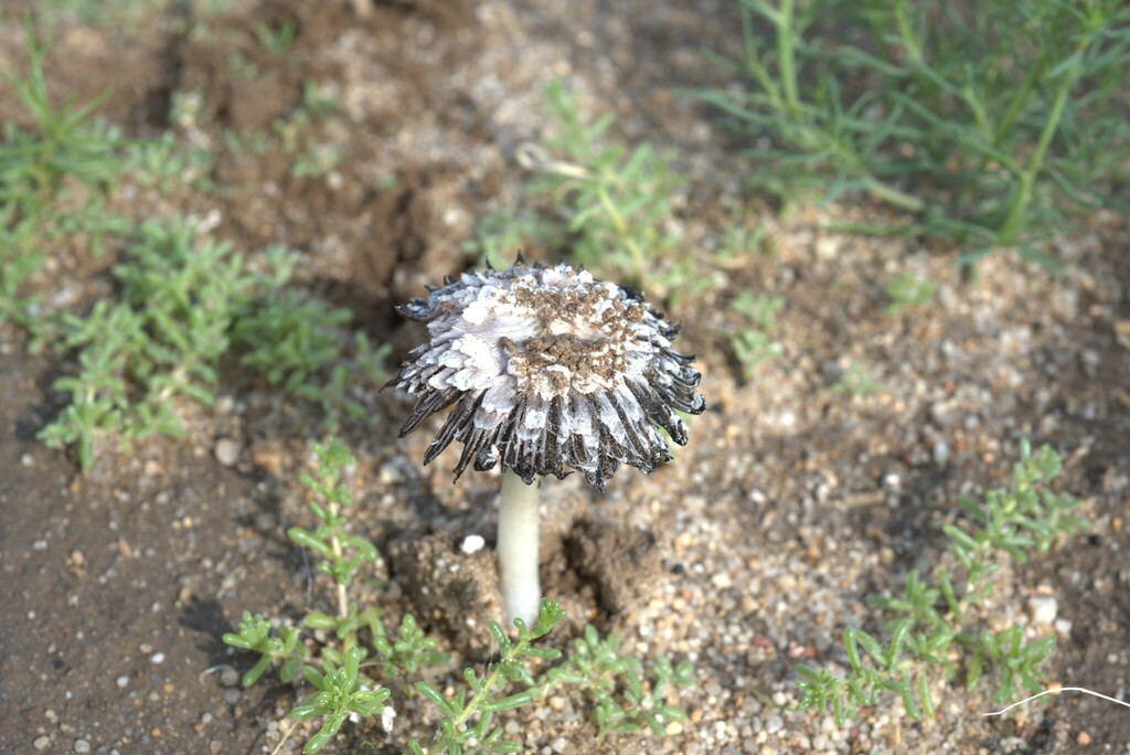 inky caps from Matad, Mongolia on July 8, 2023 at 04:45 PM by ...