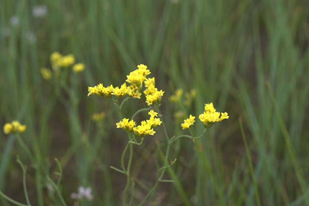 Limonium aureum from Matad, Mongolia on July 8, 2023 at 04:45 PM by ...