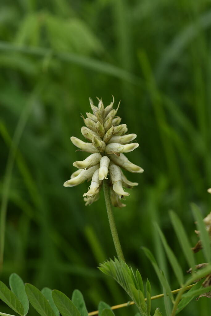 Astragalus uliginosus from Khalkhgol, Mongolia on July 9, 2023 at 04:45 ...