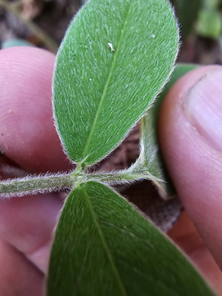 Grona nemorosa in October 2023 by Dan · iNaturalist