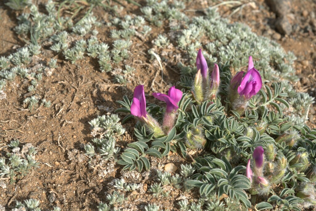 Locoweed from Erdenebu'ren, Mongolia on June 23, 2023 at 05:55 PM by ...